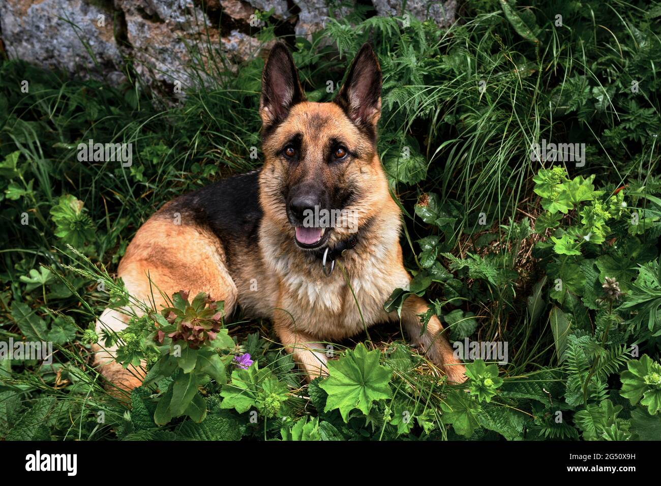 Red German Shepherd Puppies