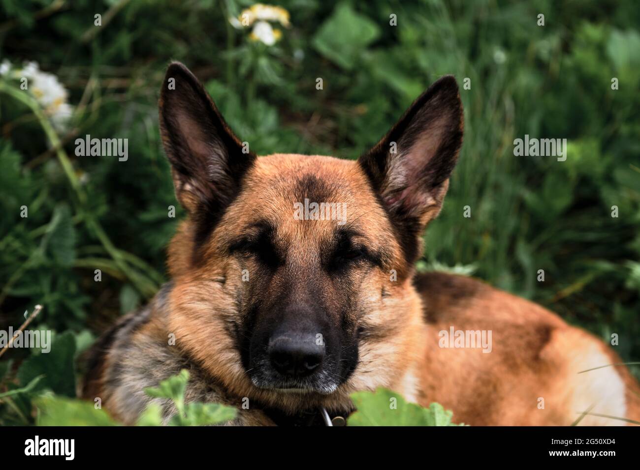 German Shepherd Green Eyes