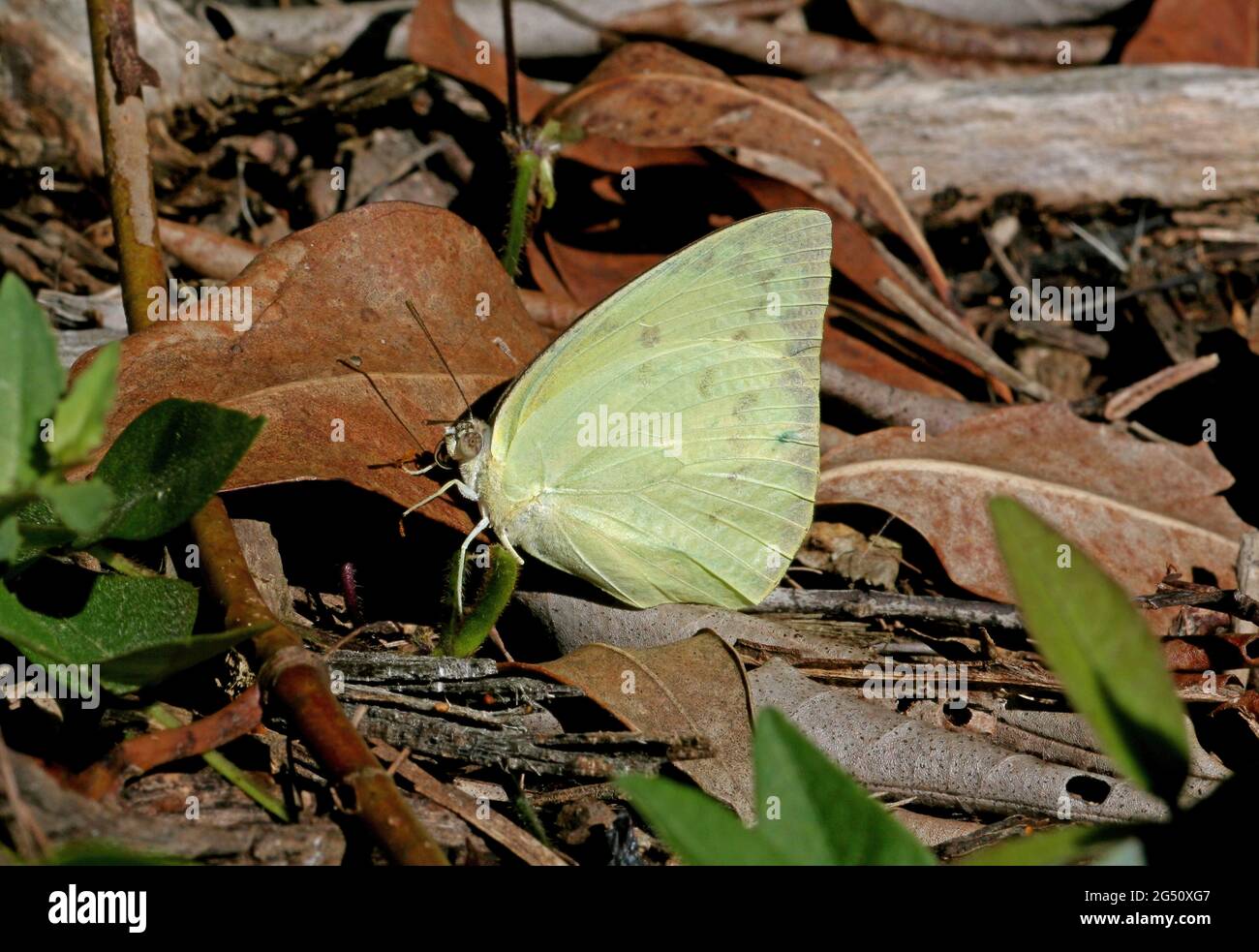 Lemon Migrant butterfly (Catopsilia pomona) female resting amongst leaf ...