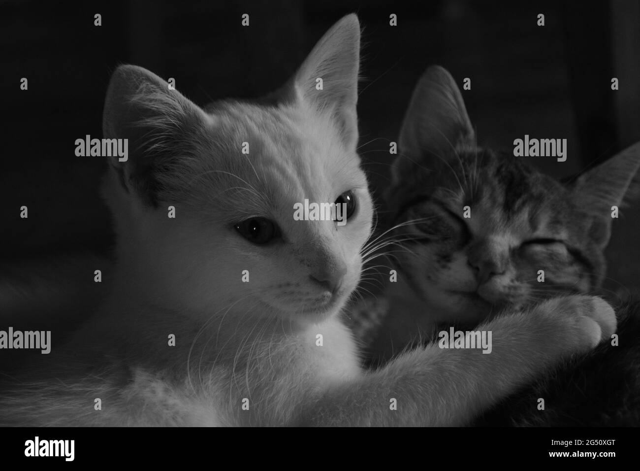 Grayscale shot of two kittens playing with each other Stock Photo - Alamy