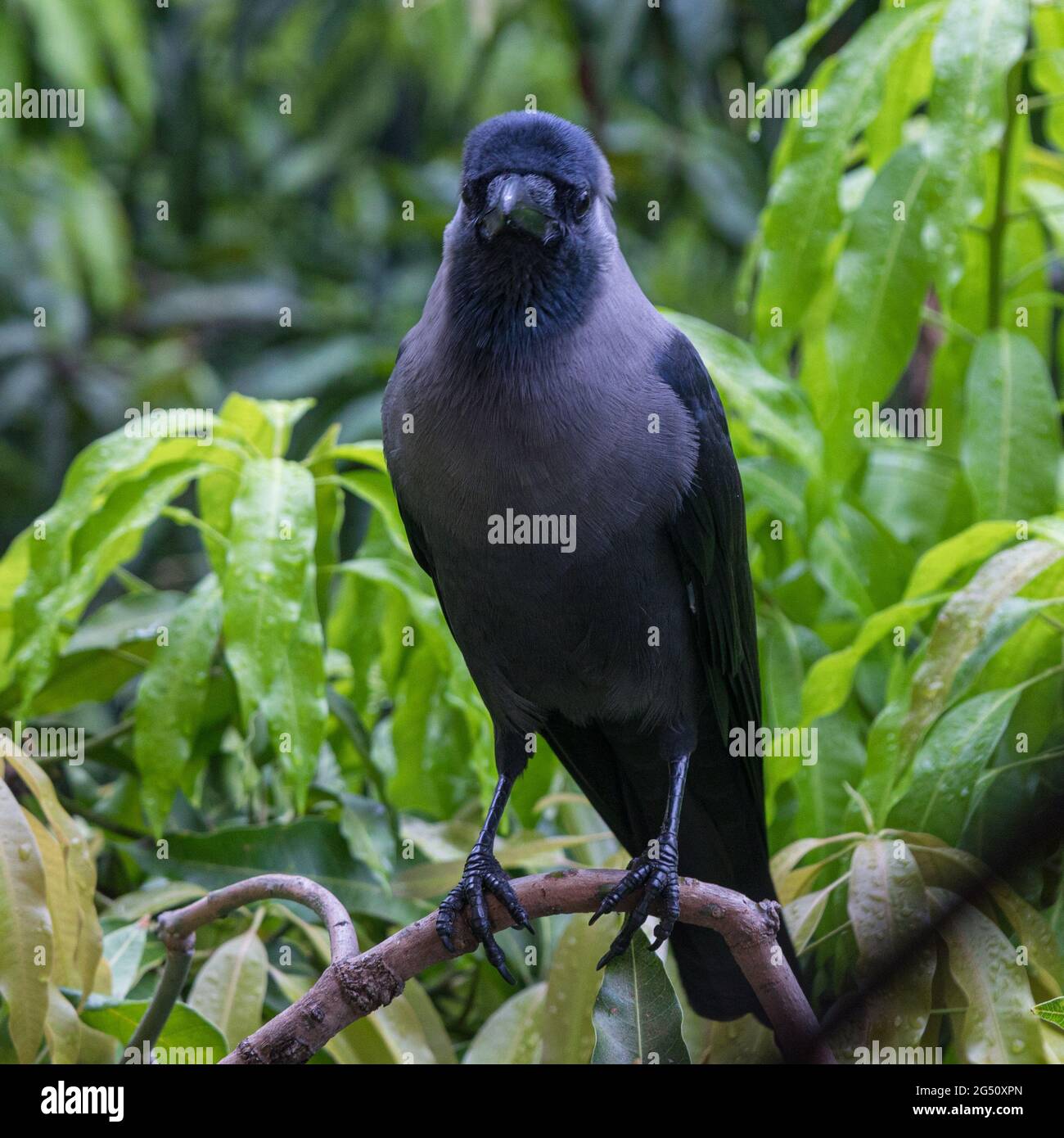 Urban Crow standing on a tree branch Stock Photo - Alamy
