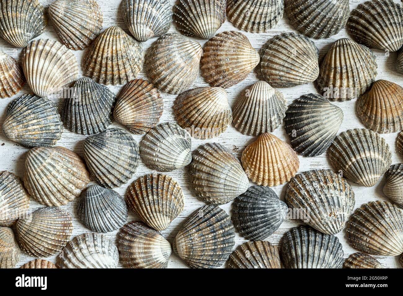 Multicolored seashells hi-res stock photography and images - Alamy