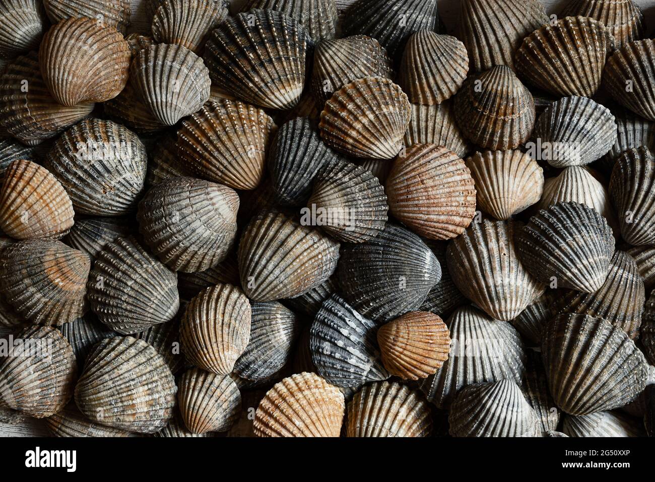 Seashell summer hi-res stock photography and images - Alamy