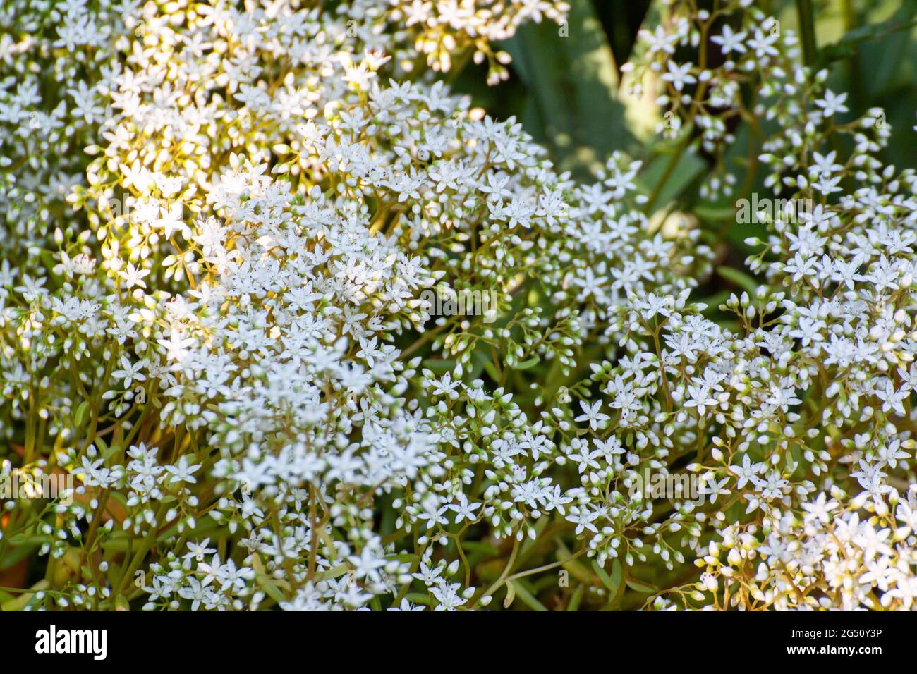 Blooming sedum album hi-res stock photography and images - Alamy