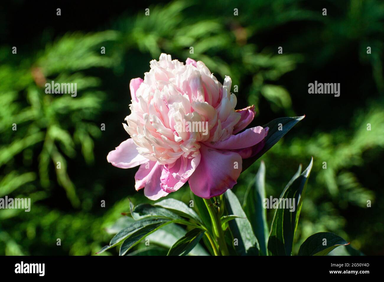 Paeonia officinalis, the common peony Stock Photo - Alamy