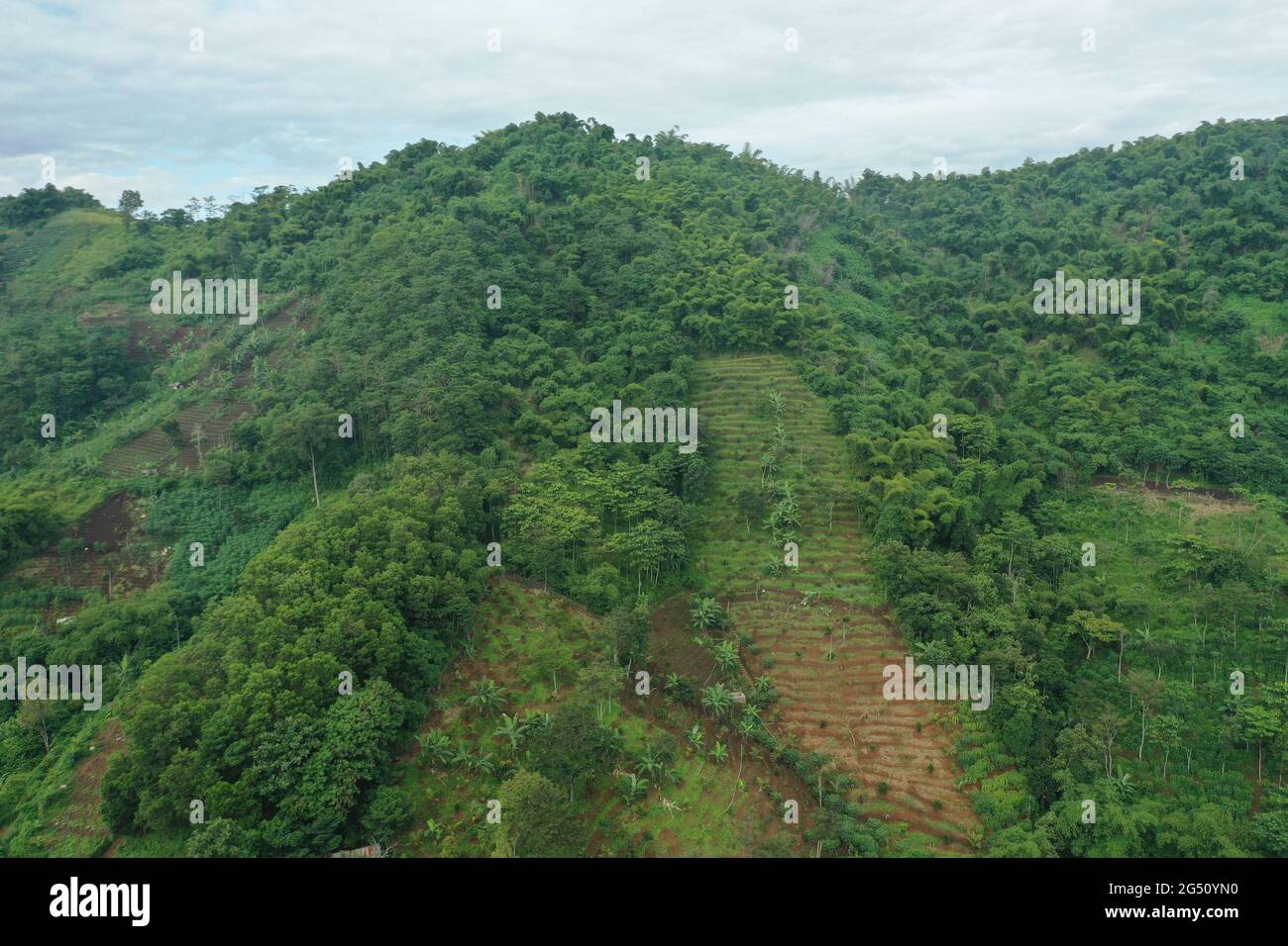 Tropical mountain and green forest at Indonesia Stock Photo - Alamy