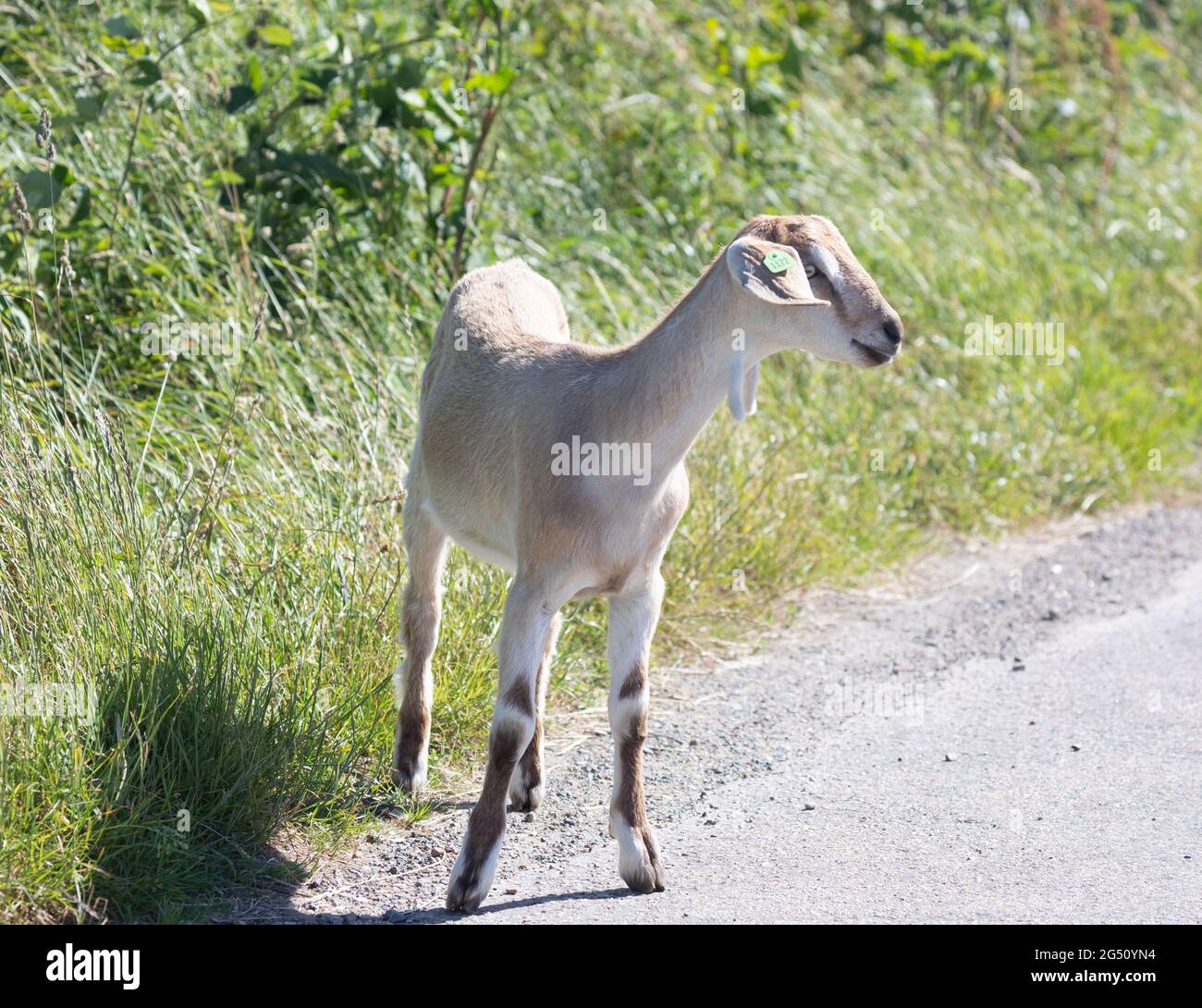 Escaped goat hi-res stock photography and images - Alamy