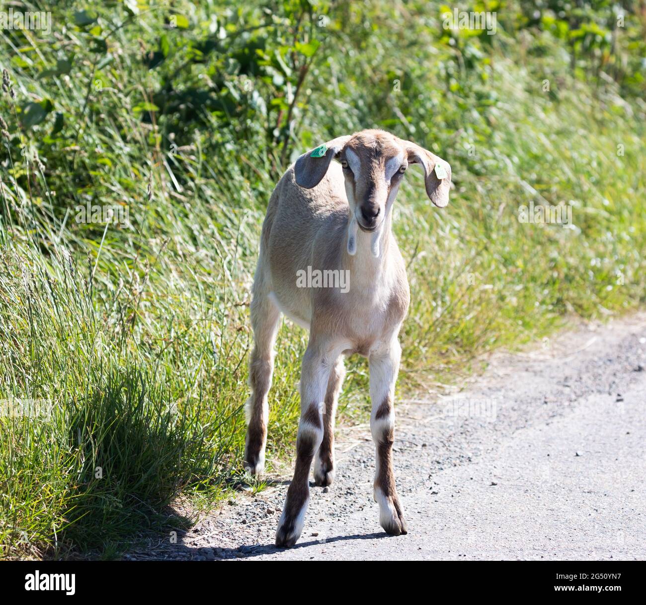 Tamed goat hi-res stock photography and images - Alamy