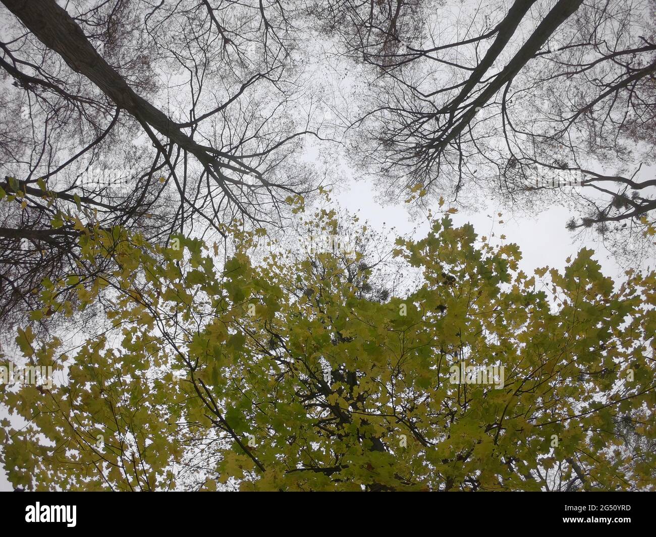 Tops of trees against a gray autumn sky, bottom view. Branches of trees ...