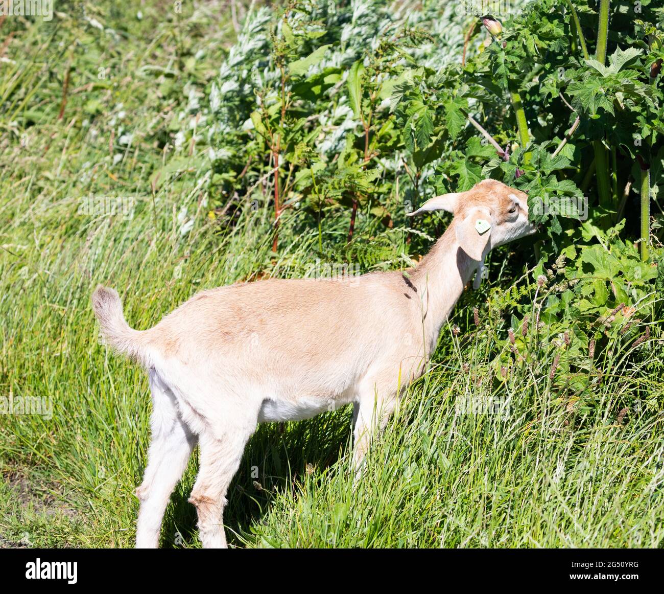 Escaped goat hi-res stock photography and images - Alamy