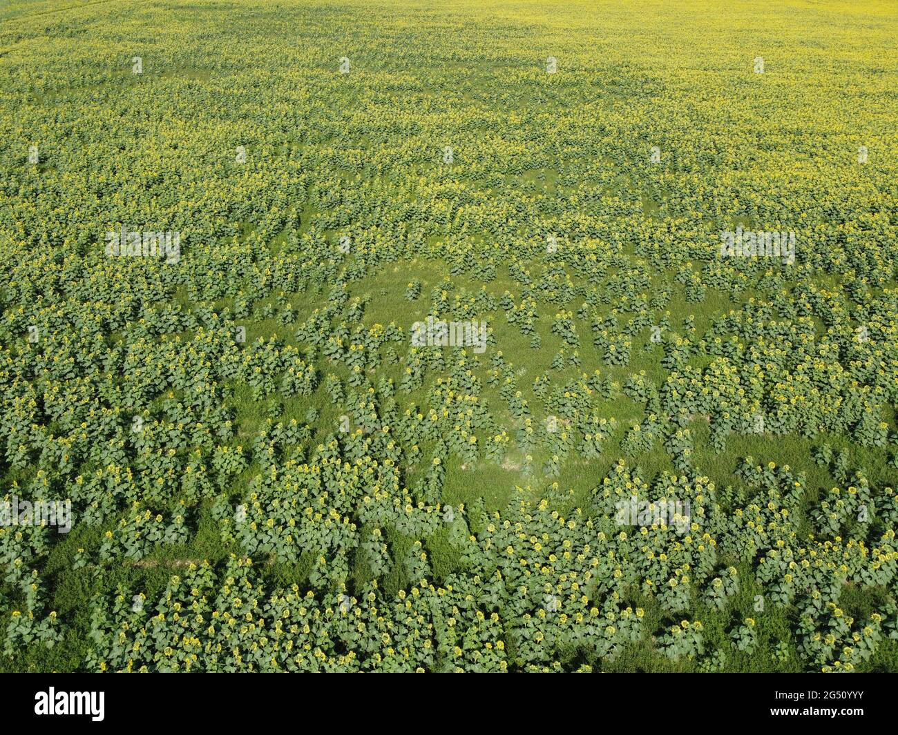 Sunflower field on a sunny day, aerial view. Farm field planted with ...