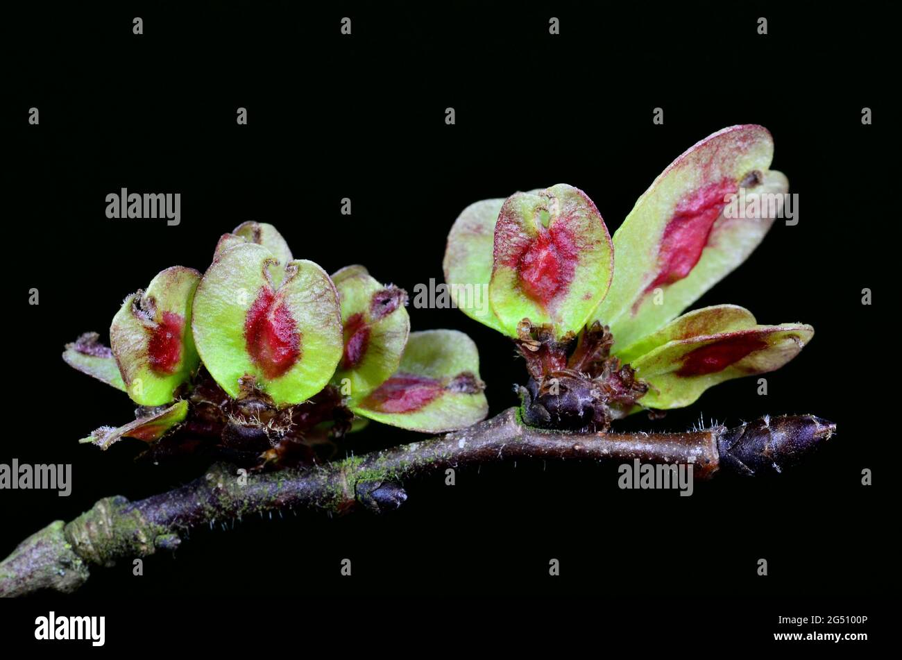 Elm ulmus tree seeds hi-res stock photography and images - Alamy