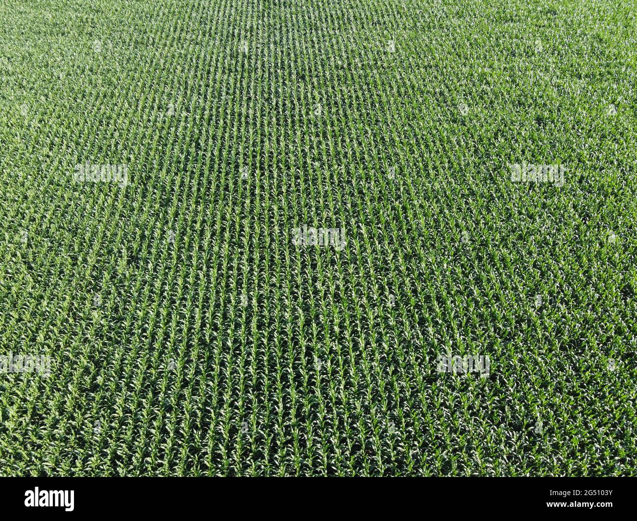 Extensive corn fields, top view. Green farm fields, landscape Stock ...