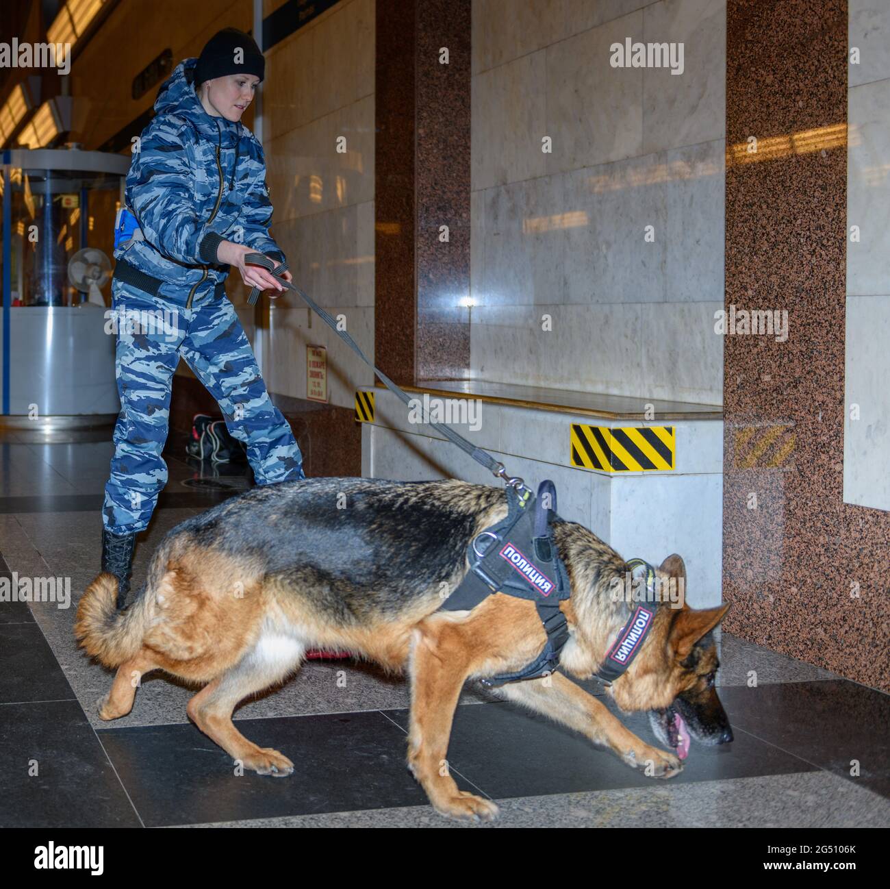 Female police officer with a trained german shepherd dog sniffs out ...