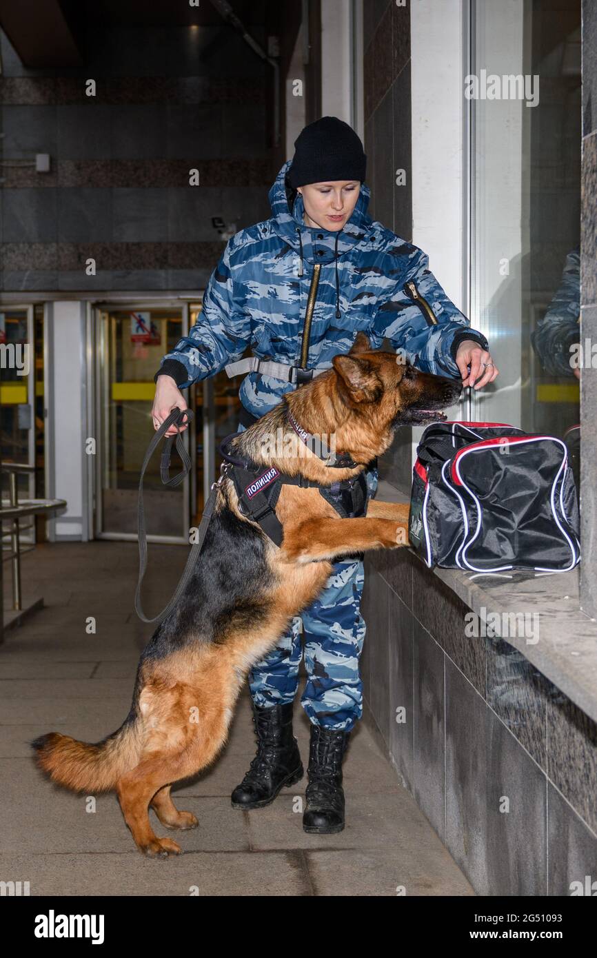 Female police officer with a trained german shepherd dog sniffs out ...