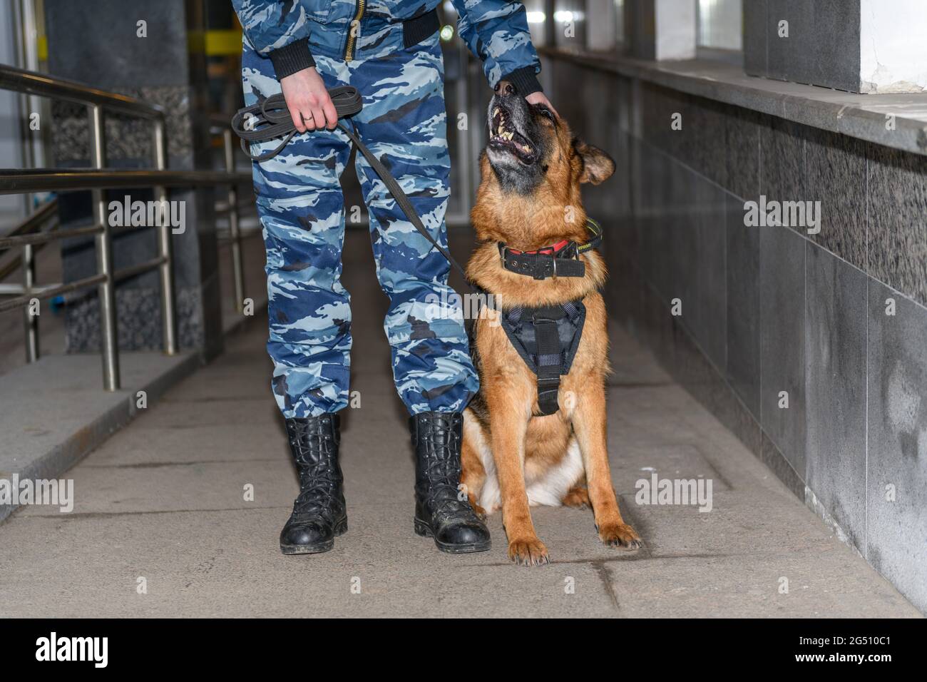 Female police officers with a trained dog. German shepherd police dog ...
