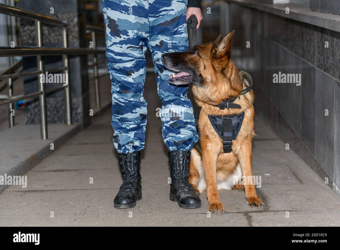 Female police officers with a trained dog. German shepherd police dog Stock Photo - Alamy