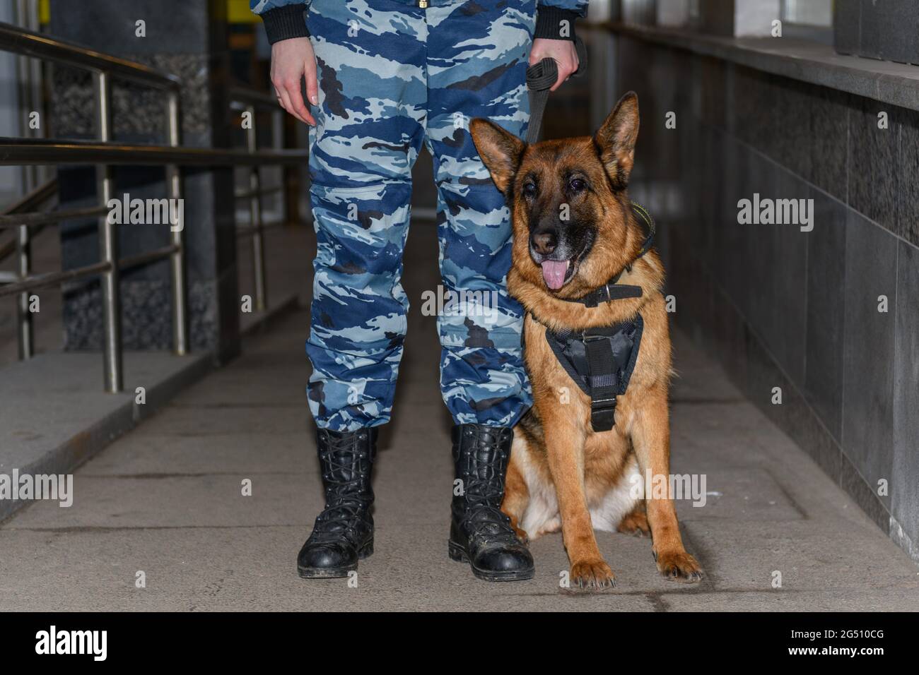 Female police officers with a trained dog. German shepherd police dog ...