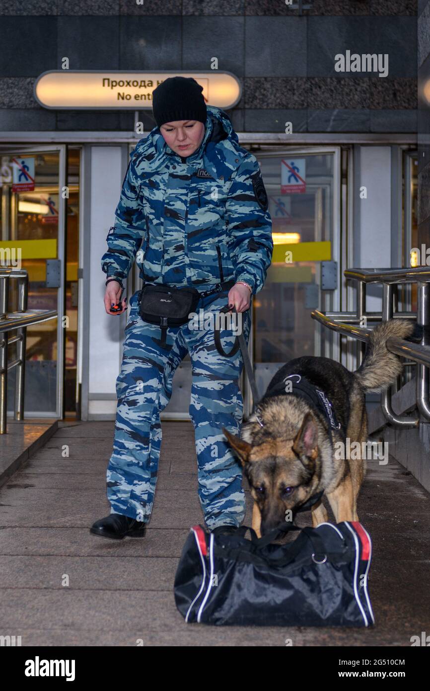 Female police officer with a trained dog sniffs out drugs or bomb in ...