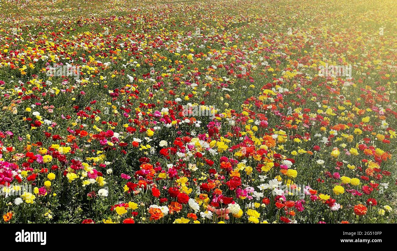 Rows of colorful tulips on the field. Colorful flower field Stock Photo ...