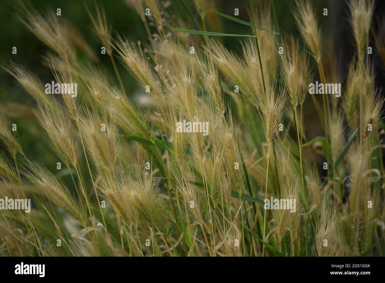 False barley hi-res stock photography and images - Alamy