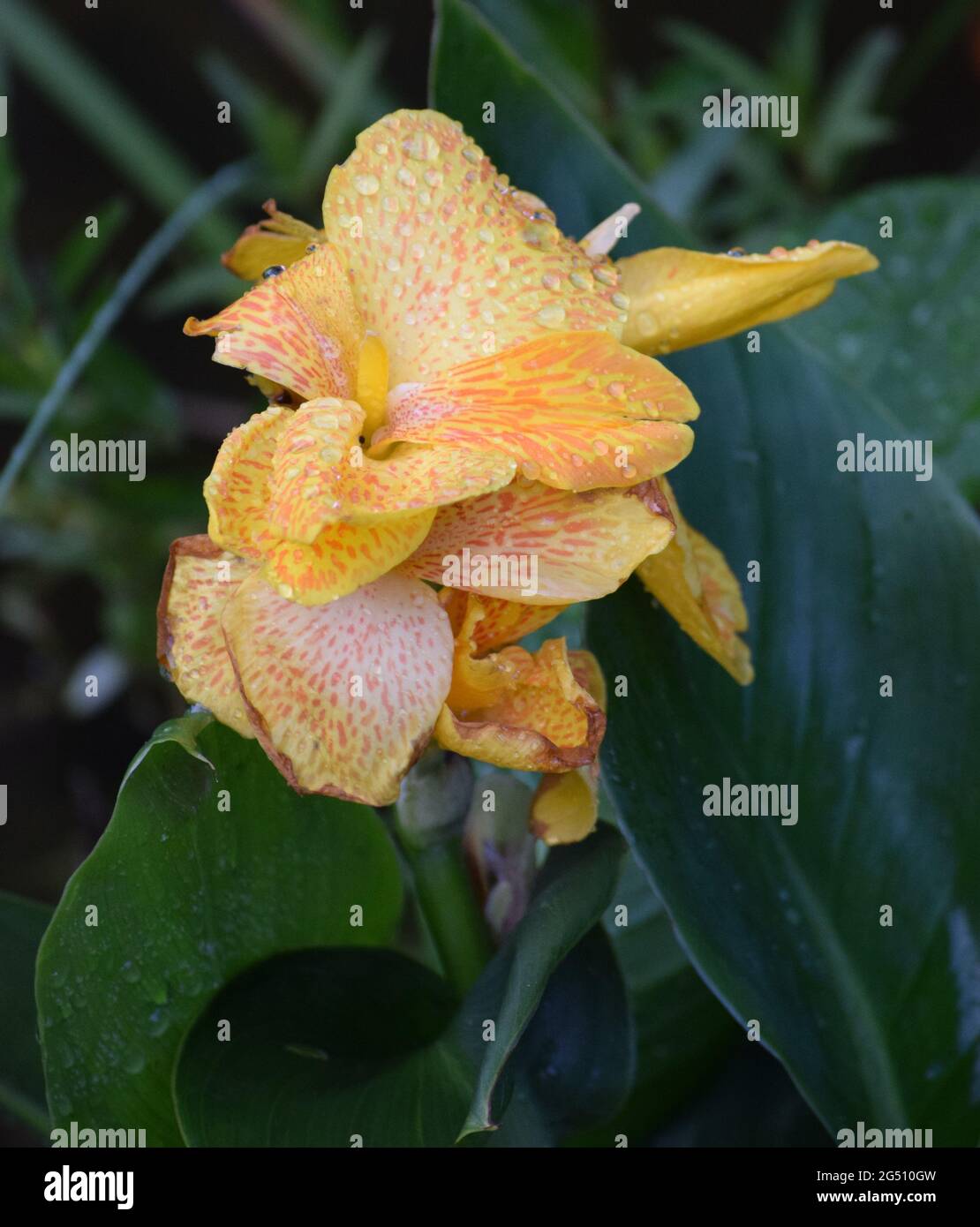 Indian shot flower hi-res stock photography and images - Alamy