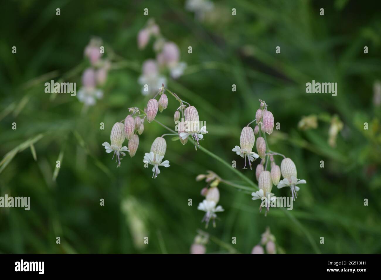 Deep rooted perennials hi-res stock photography and images - Alamy