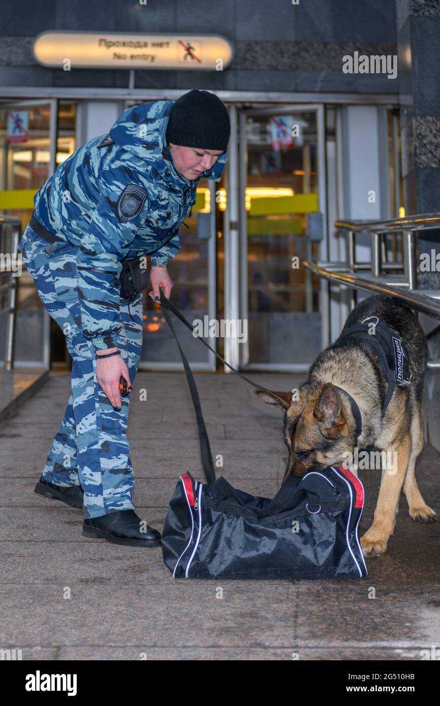 Female police officer with a trained dog sniffs out drugs or bomb in ...