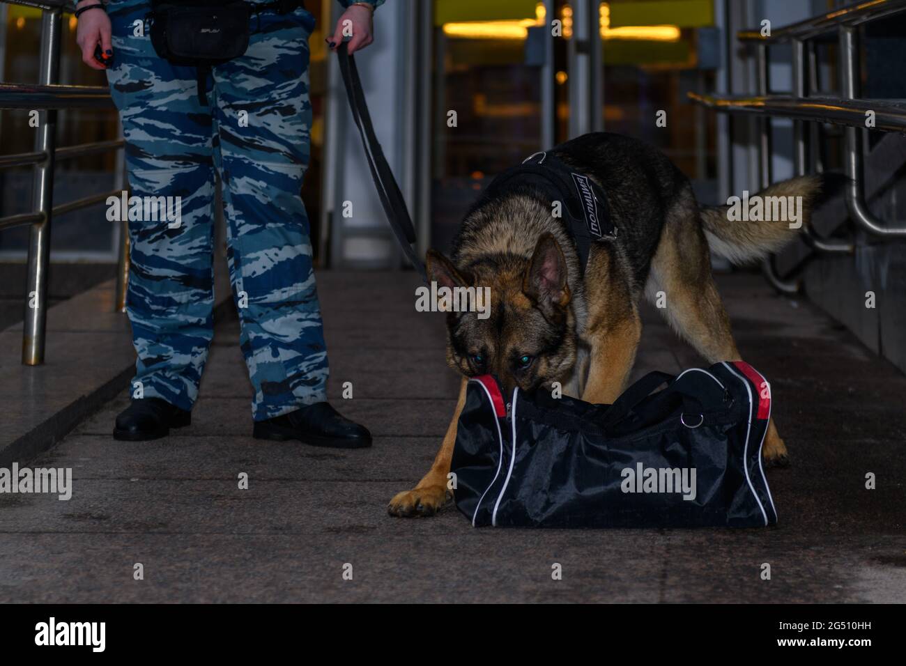 Trained sniff out explosive hi-res stock photography and images - Alamy