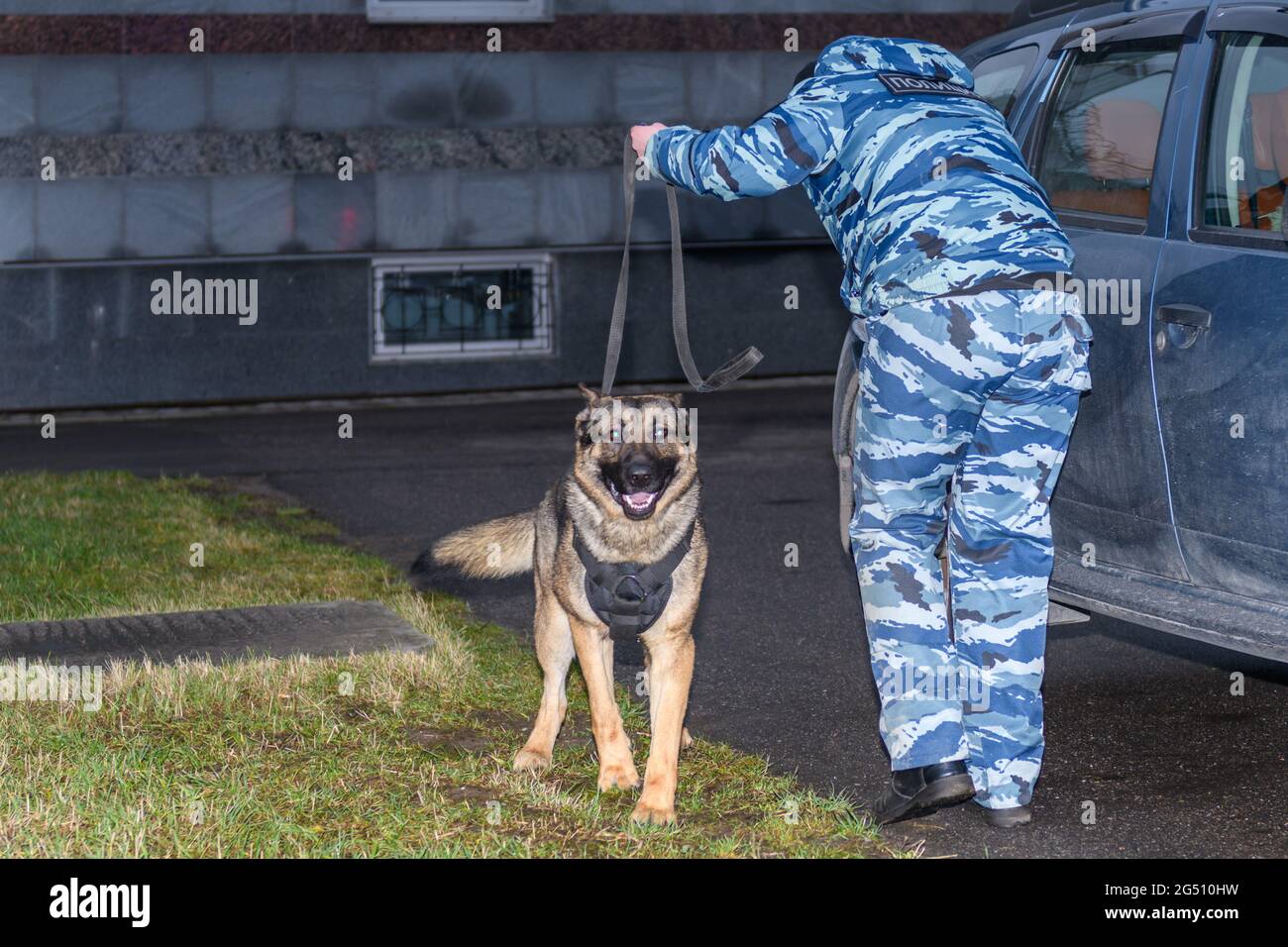 German shepherd police dog sniffs out drugs or bomb in the car ...