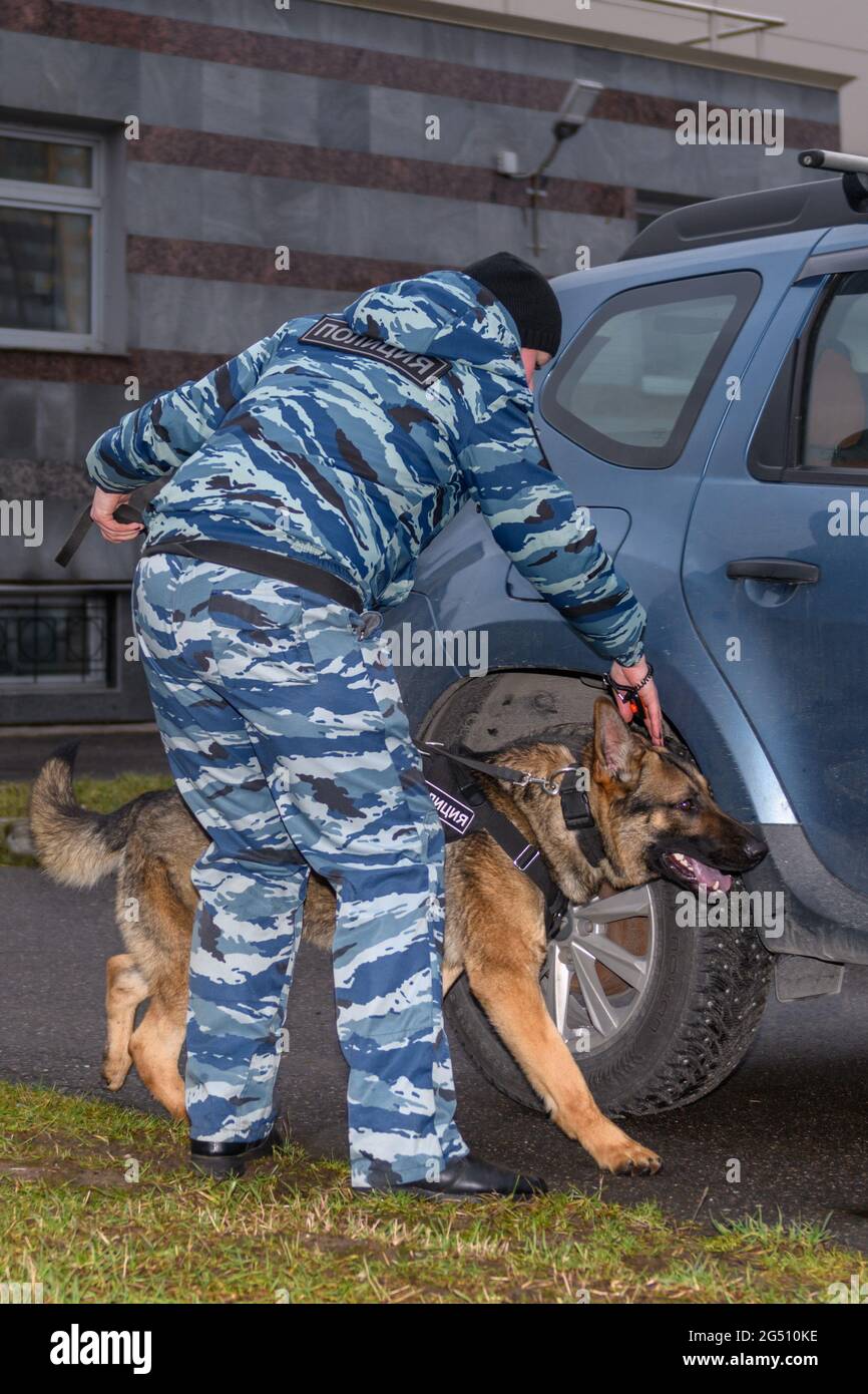 Female police officer with a trained dog sniffs out drugs or bomb in ...