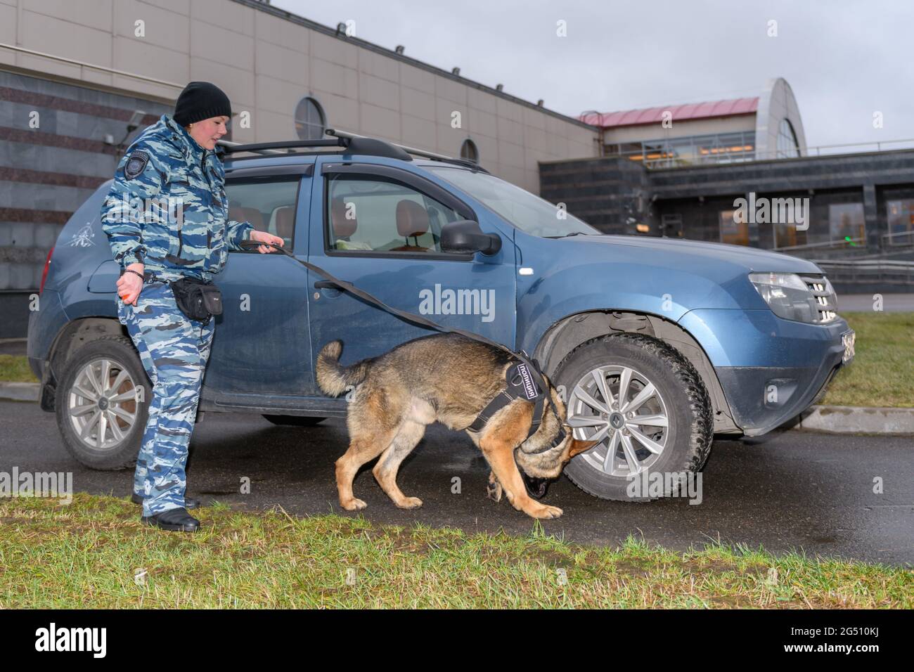 Female police officer with a trained dog sniffs out drugs or bomb in the car. Terrorist attacks ...