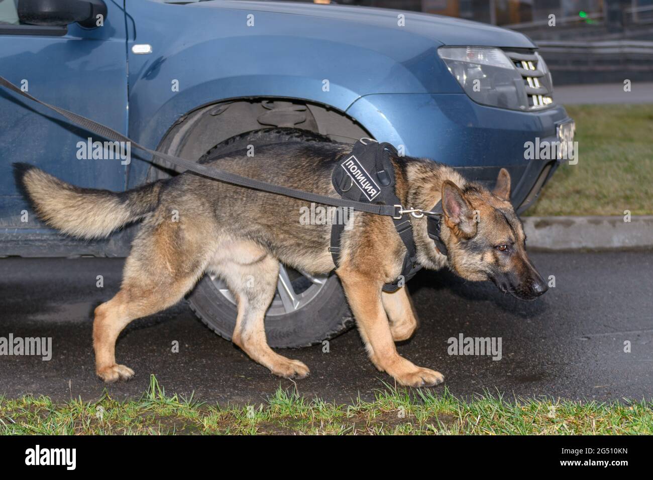 German shepherd police dog sniffs out drugs or bomb in the car ...