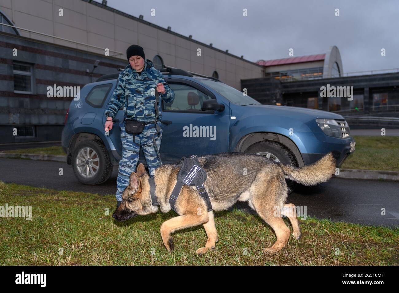 Female police officer with a trained dog sniffs out drugs or bomb in the car. Terrorist attacks ...