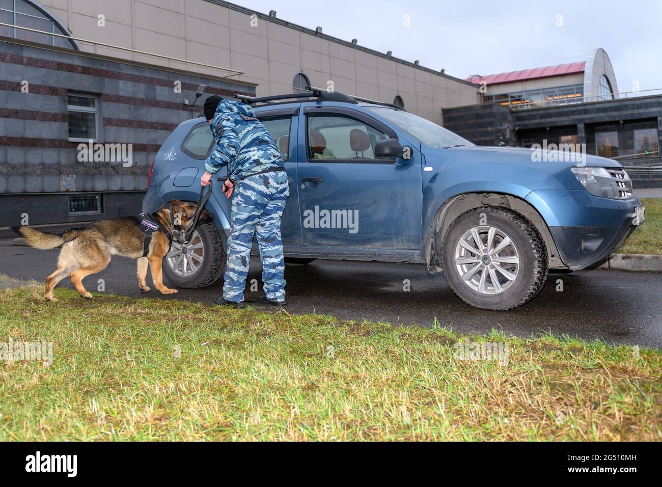 Female police officer with a trained dog sniffs out drugs or bomb in the car. Terrorist attacks ...