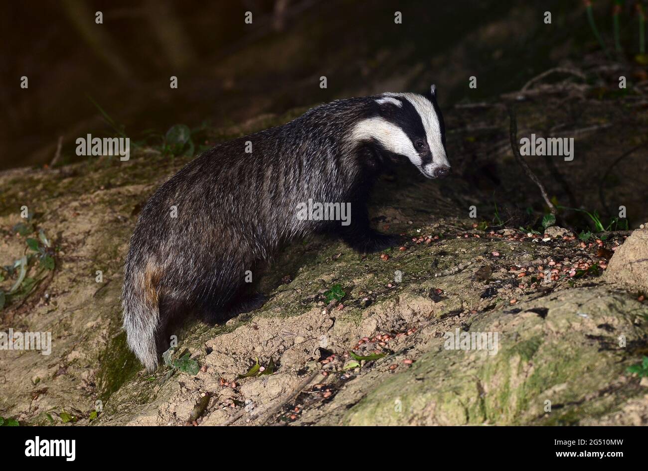 Badger sett dorset hi-res stock photography and images - Alamy