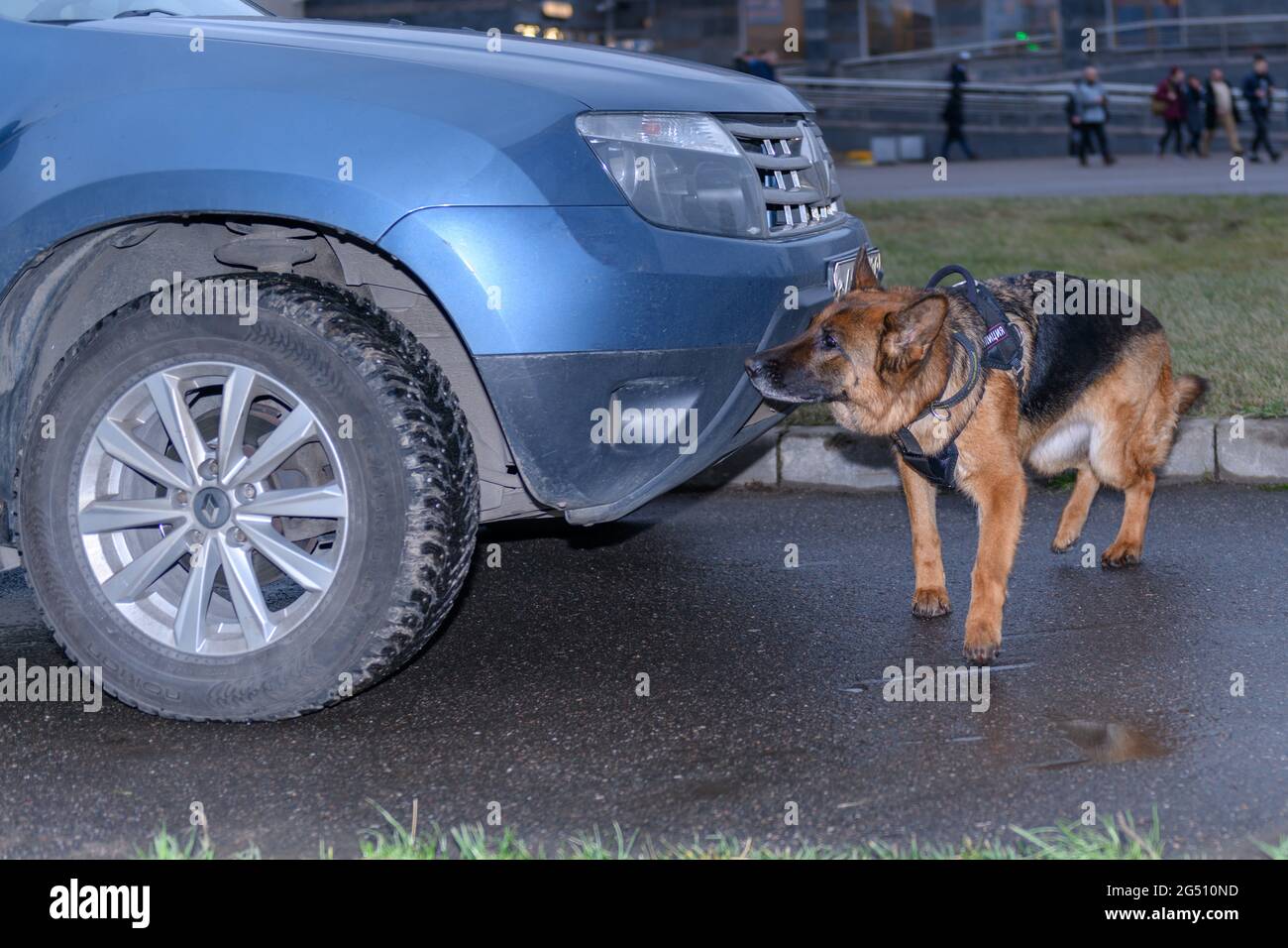 Police dog sniff car hi-res stock photography and images - Alamy