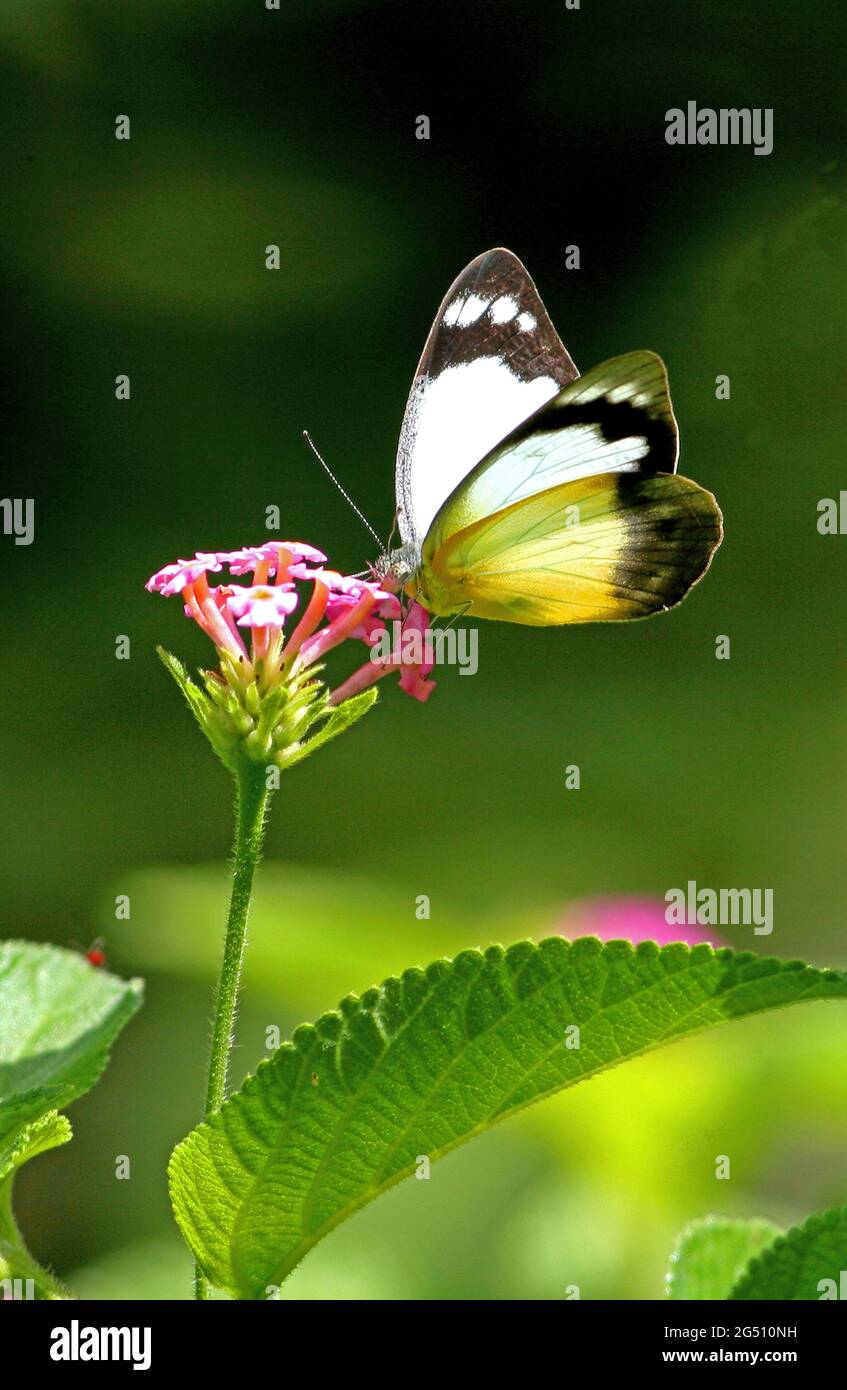 Yellow Albatross butterfly (Appias paulina) adult female feeding on a ...