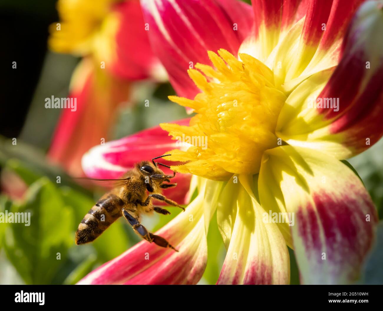 A honey bee flying on a flower. A bee working on a garden flower Stock ...