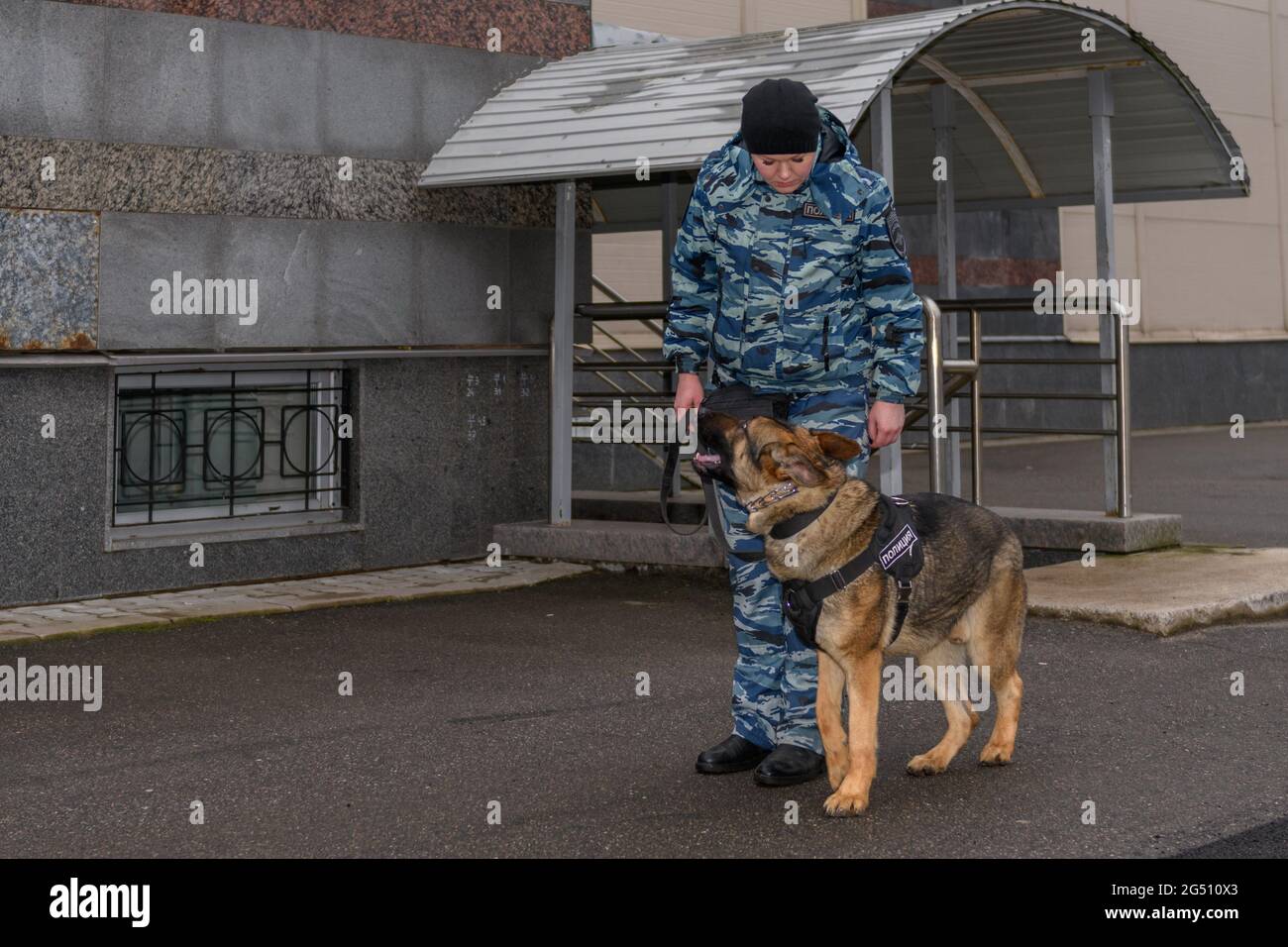 Female police officers with a trained dog. German shepherd police dog ...