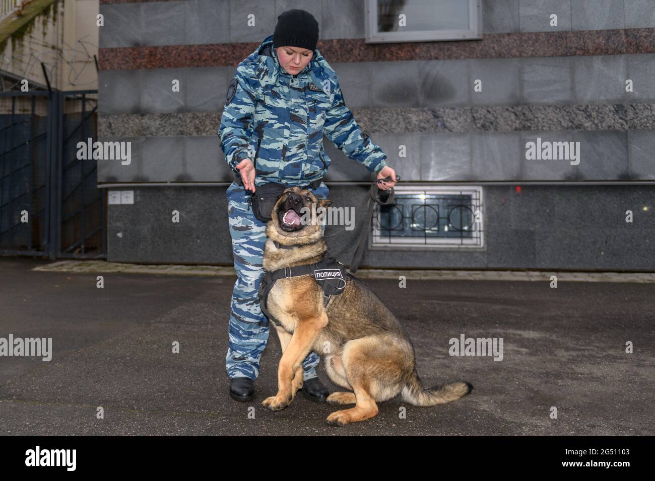 Female police officers with a trained dog. German shepherd police dog ...