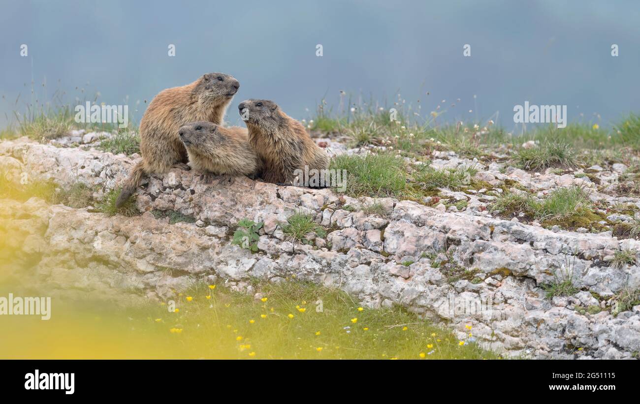 Family of marmots on burrow (Marmota marmota Stock Photo - Alamy