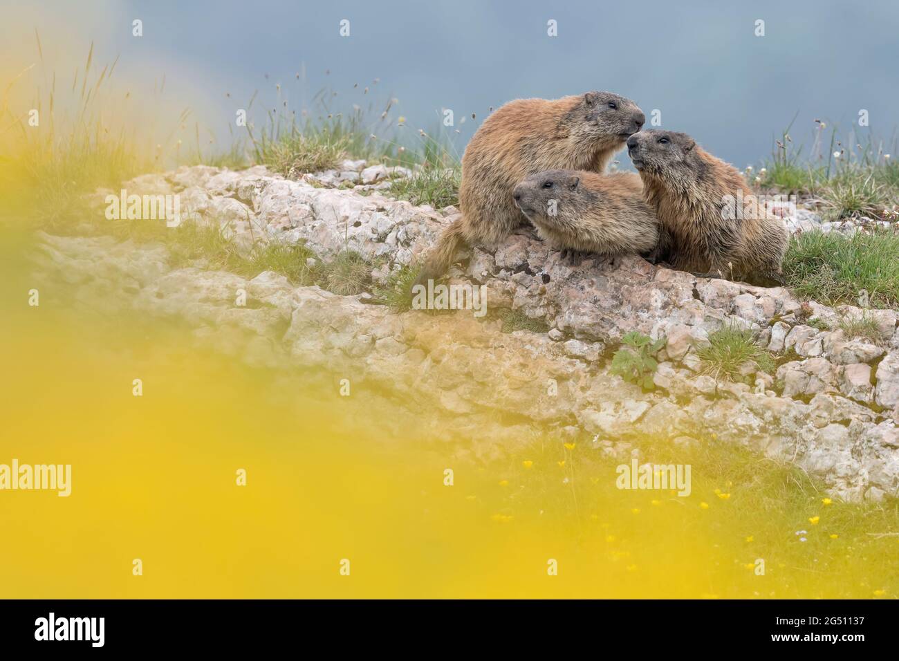 Alpine marmots on the rock (Marmota marmota Stock Photo - Alamy