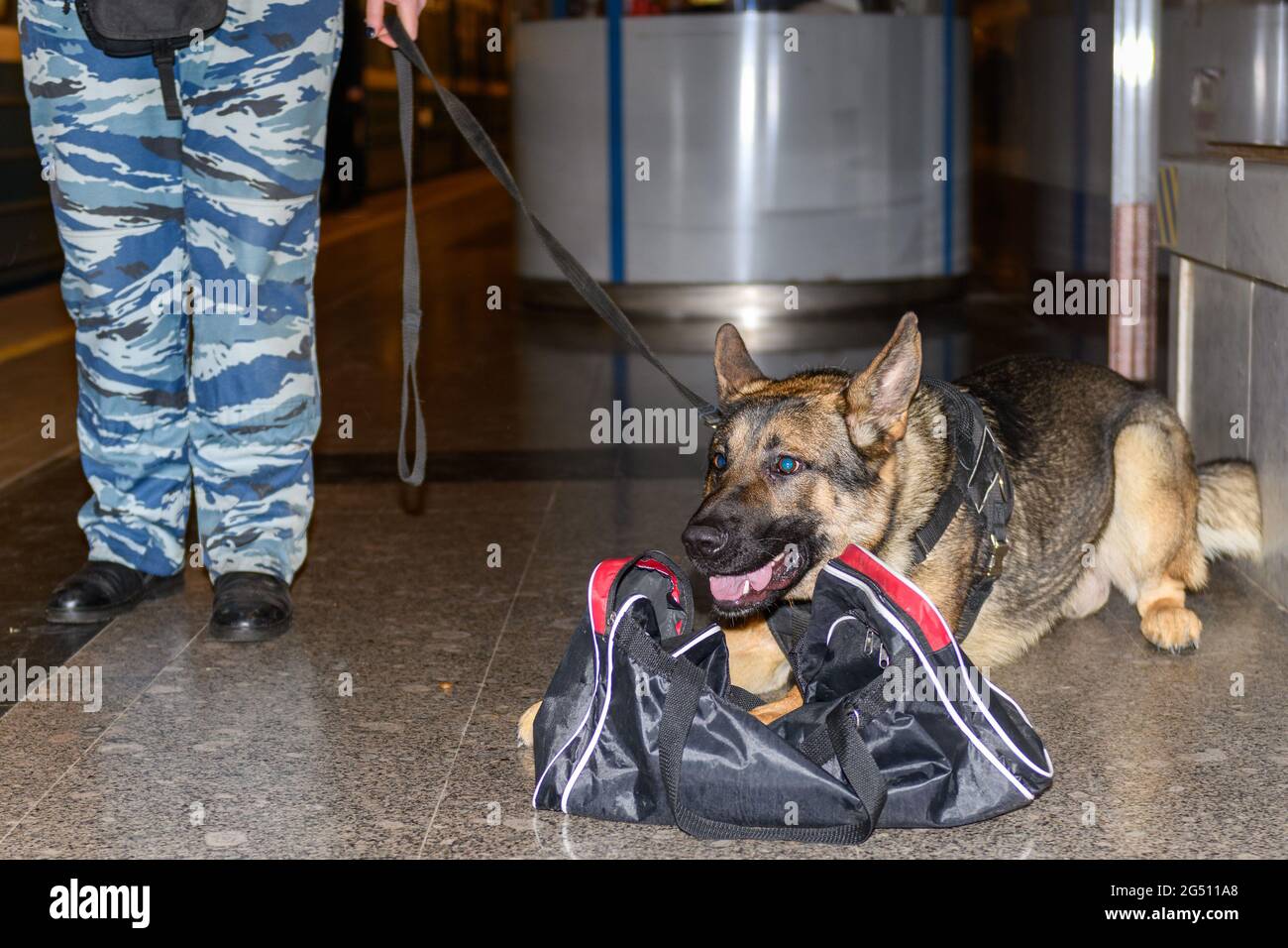 Female police officer with a trained german shepherd dog sniffs out ...
