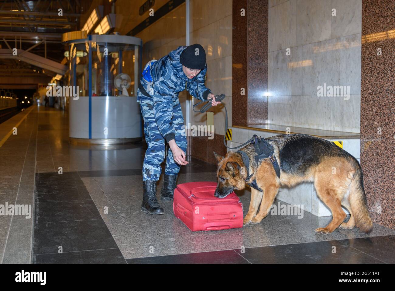 Female police officer with a trained german shepherd dog sniffs out ...
