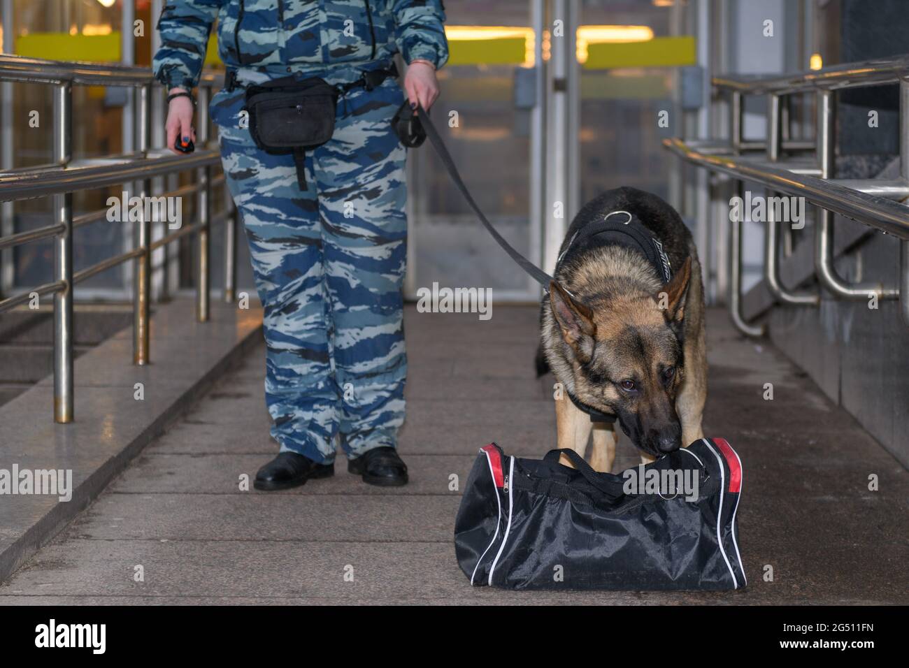 Female police officer with a trained dog sniffs out drugs or bomb in luggage. German shepherd ...