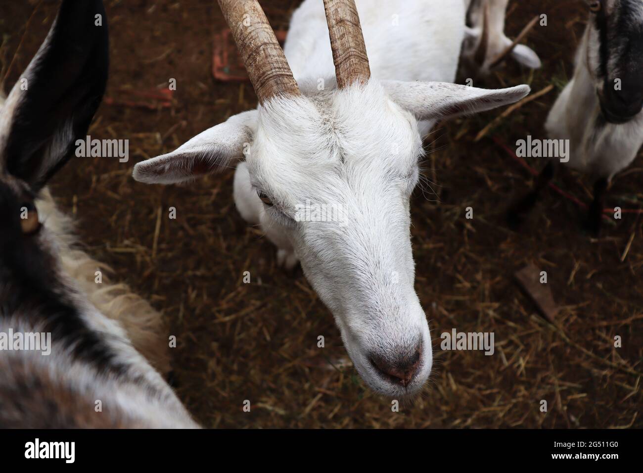 Beautiful animals backdrop. Farm backdrop with goats. Goat background ...