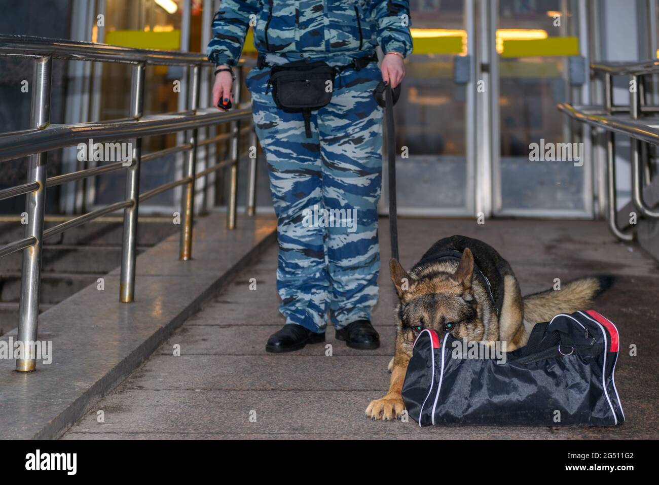 Female police officer with a trained dog sniffs out drugs or bomb in luggage. German shepherd ...