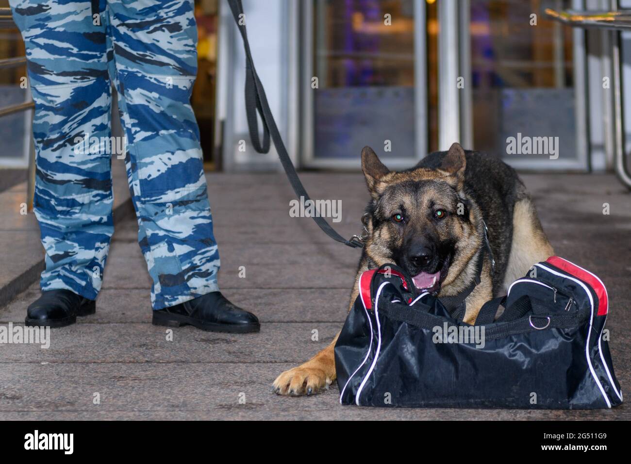Female police officer with a trained dog sniffs out drugs or bomb in luggage. German shepherd ...