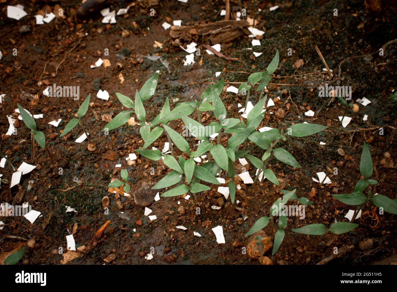 Young sprouts from the seeds of green chilli . Chilli pepper plant in ...